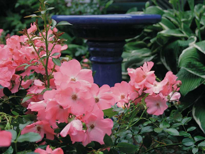 Rosa 'Flower Carpet Coral' (Groundcover Rose)
