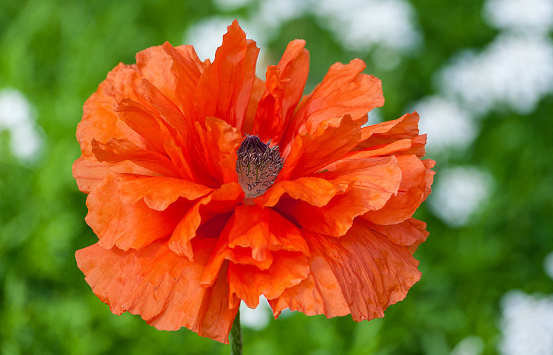 Papaver orientale 'Eye Catcher' (Oriental Poppy)