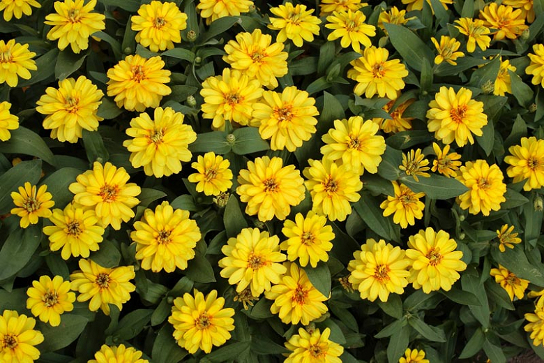 Zinnia 'Profusion' Series