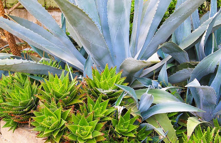 Aloe nobilis (Golden Toothed Aloe)