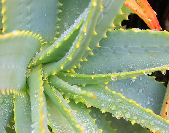 Aloe arborescens (Torch Aloe)