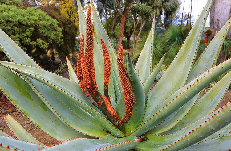 Aloe ferox (Cape Aloe)