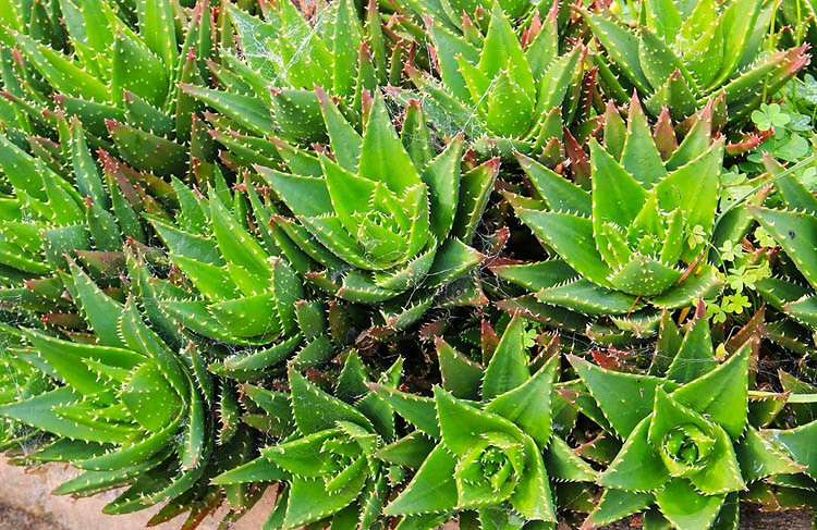 Aloe nobilis (Golden Toothed Aloe)