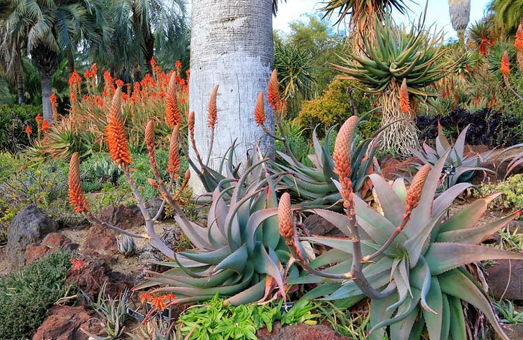Aloe rubroviolacea (Arabian Aloe)