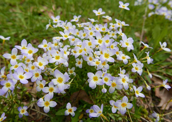 Azure Bluet Flower Meaning - Home Alqu