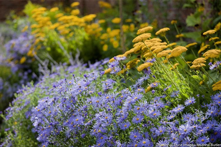Aster x frikartii 'Monch' (Frikart's Aster)