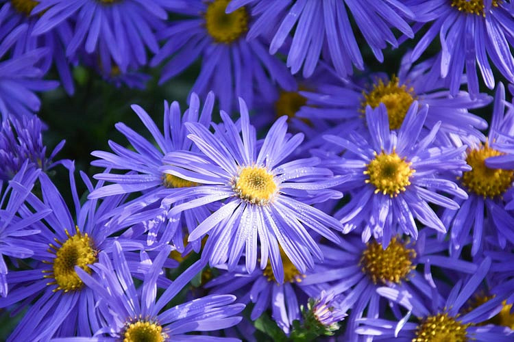 Aster x frikartii 'Monch' (Frikart's Aster)