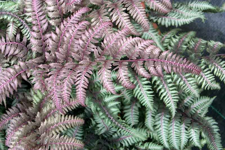 Athyrium niponicum var. pictum 'Burgundy Lace' (Painted Lady Fern)