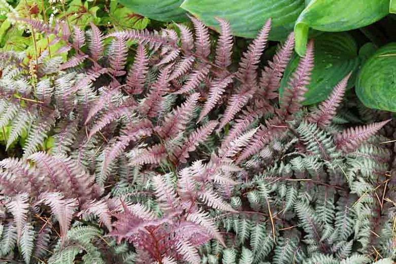 Athyrium niponicum var. pictum 'Burgundy Lace' (Painted Lady Fern)