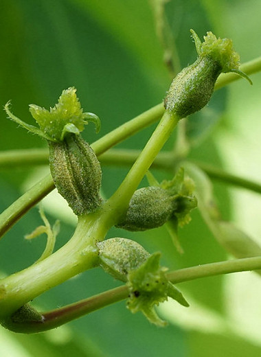 Carya glabra (Pignut Hickory)