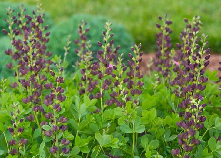 Baptisia 'Dutch Chocolate' (False Indigo)