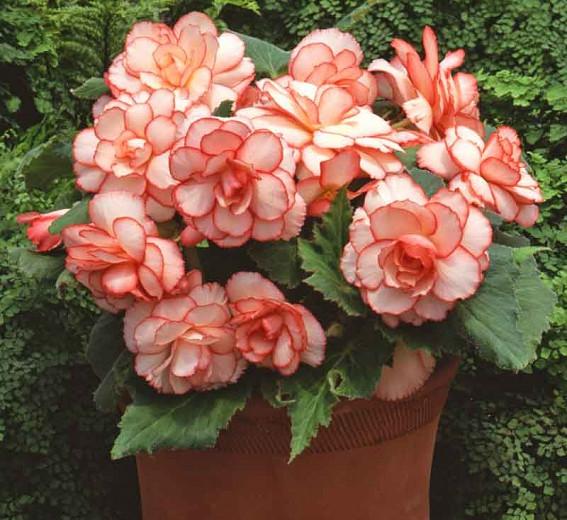 Begonia 'Picotee Calypso'