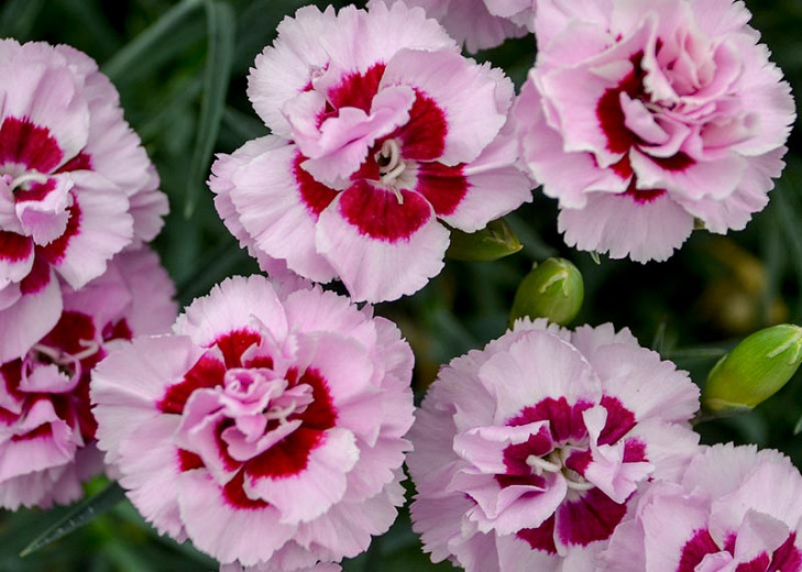 Dianthus 'Kiss and Tell' (Pink)