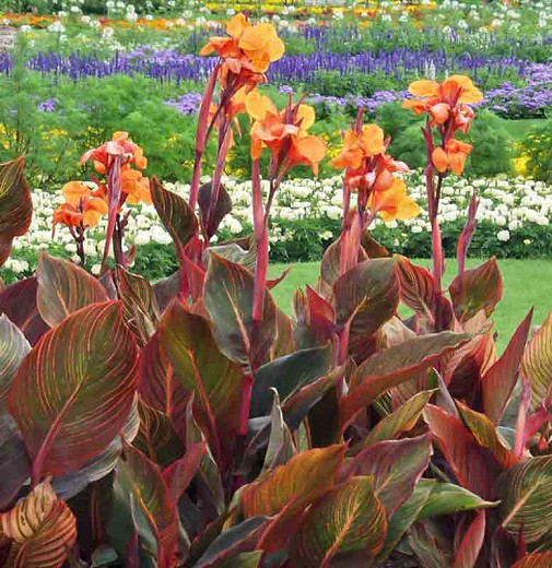 Purpurea Variegated Canna PURPUREA Bulb/ Rhizomered Flower ...