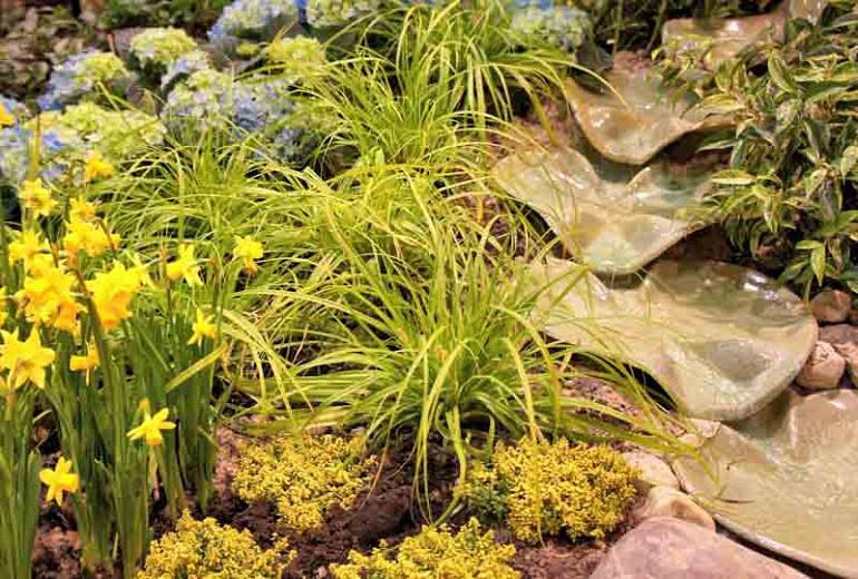 Carex oshimensis 'Everillo' (Japanese Sedge)