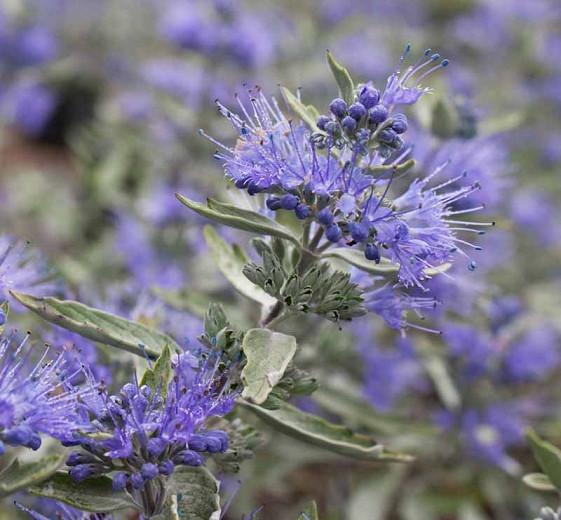 Caryopteris x clandonensis 'Lissilv' Sterling Silver (Bluebeard)