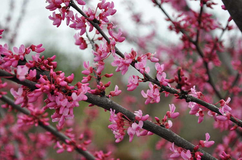 Cercis canadensis 'Tennessee Pink' (Eastern Redbud)