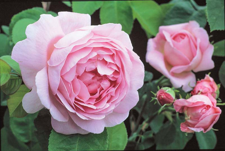 Rosa Constance Spry (English Rose)