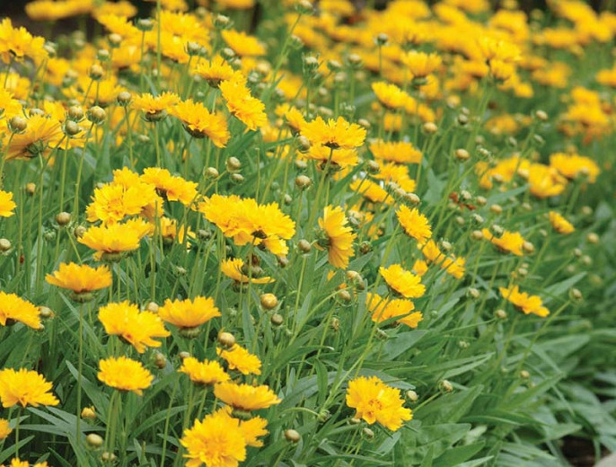 Coreopsis grandiflora 'Early Sunrise' (Tickseed)
