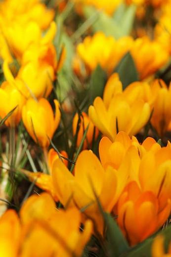 Crocus x luteus 'Golden Yellow'
