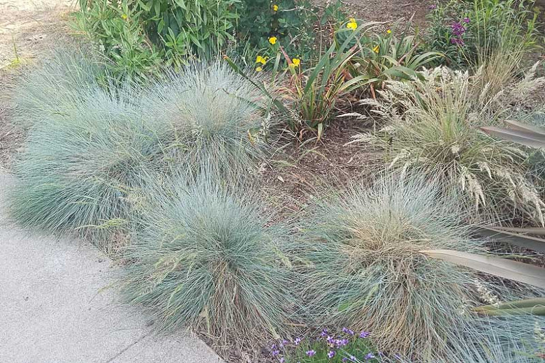 Festuca Mairei