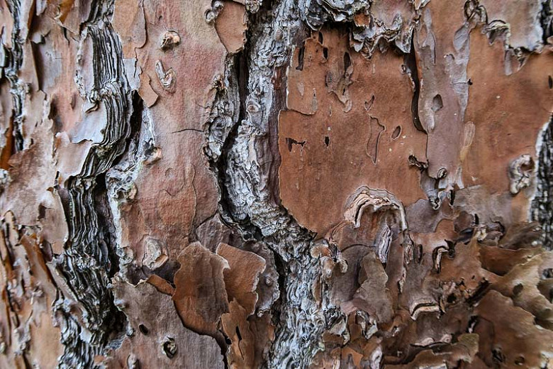 Slash Pine Bark