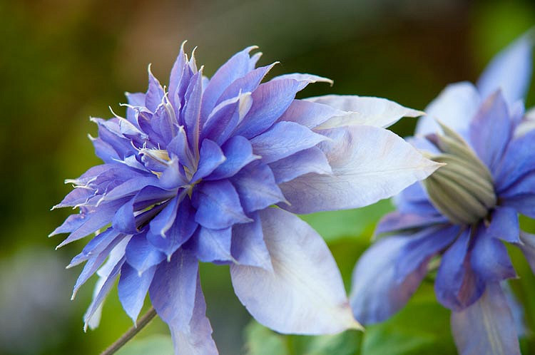 Clematis 'Multi Blue' (Early Large-Flowered Clematis)