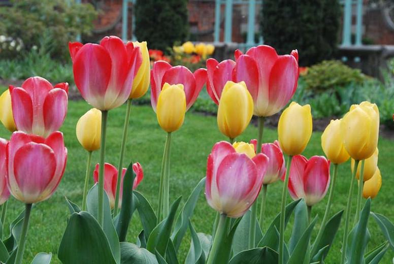 Tulipa 'Big Chief' (Darwin Hybrid Tulip)