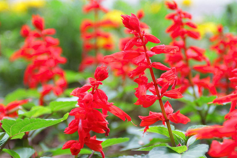 Salvia splendens (Scarlet Sage)