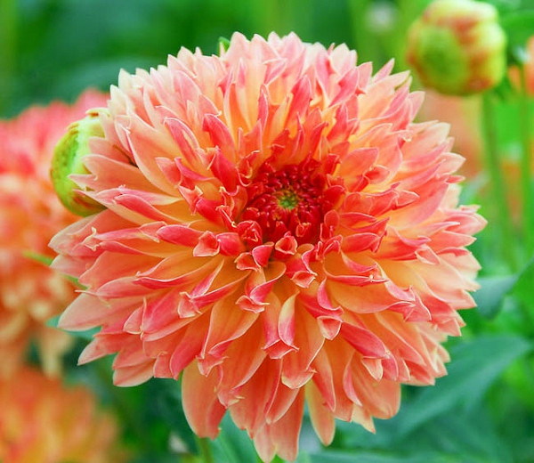 Flowers Native To Puerto Rico - Home Alqu