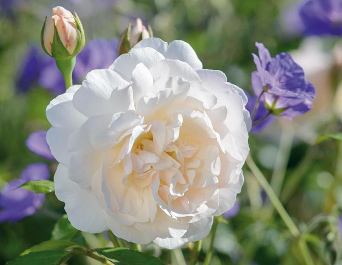 Rosa Lichfield Angel (English Rose)