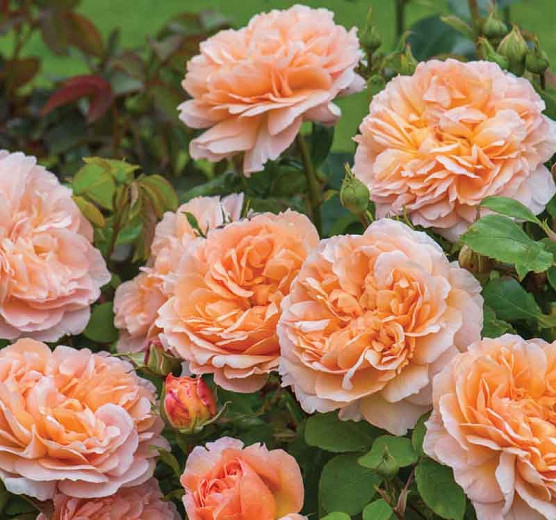 Rosa The Lady Gardener (English Rose)