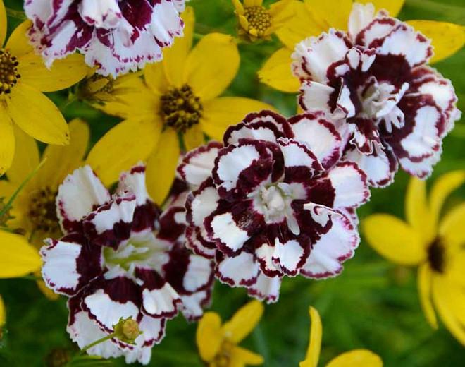 Dianthus 'Coconut Punch' (Pink)