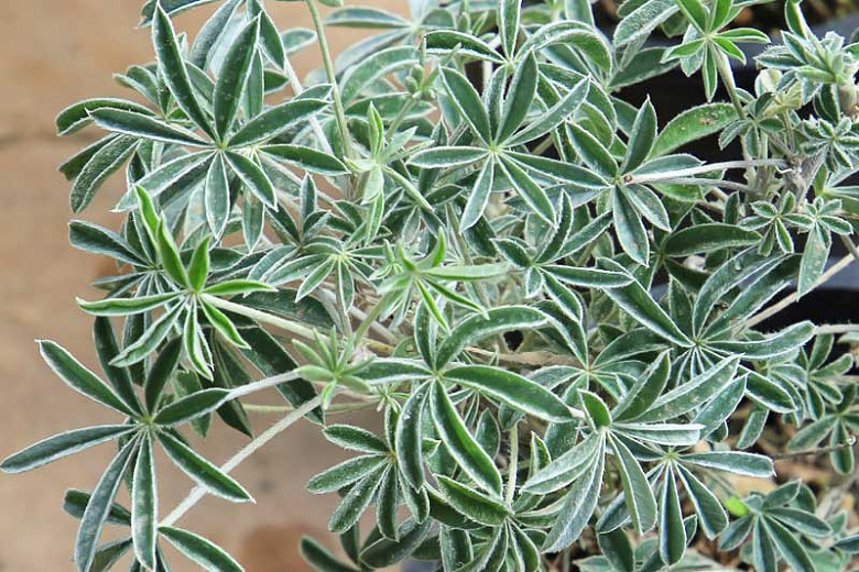 Lupine Leaves