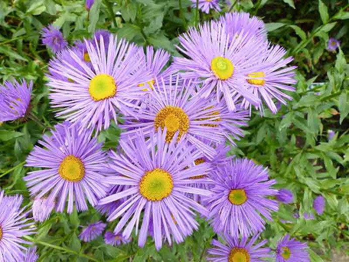 Erigeron speciosus (Showy Fleabane)