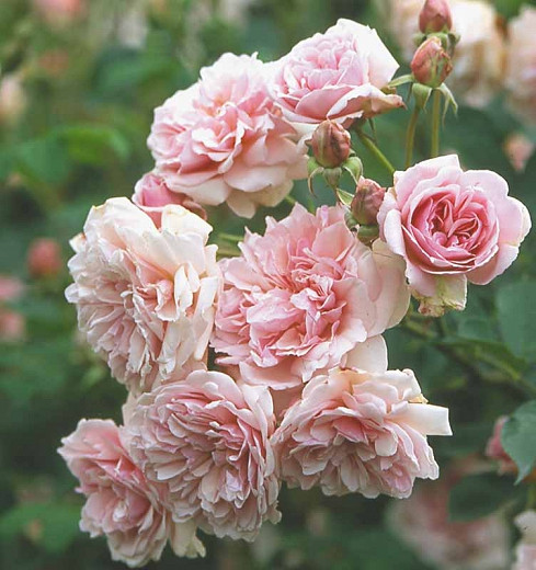 Rosa 'Felicia' (Hybrid Musk Rose)