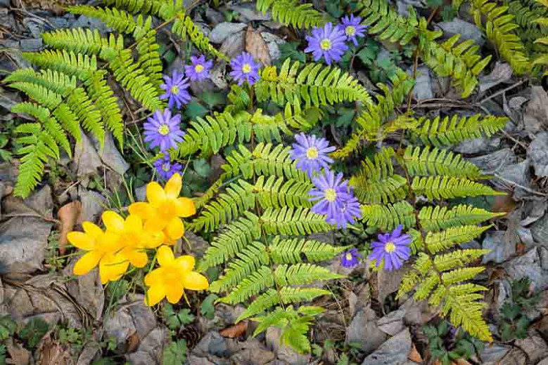 Brilliance Autumn Fern Plant Care