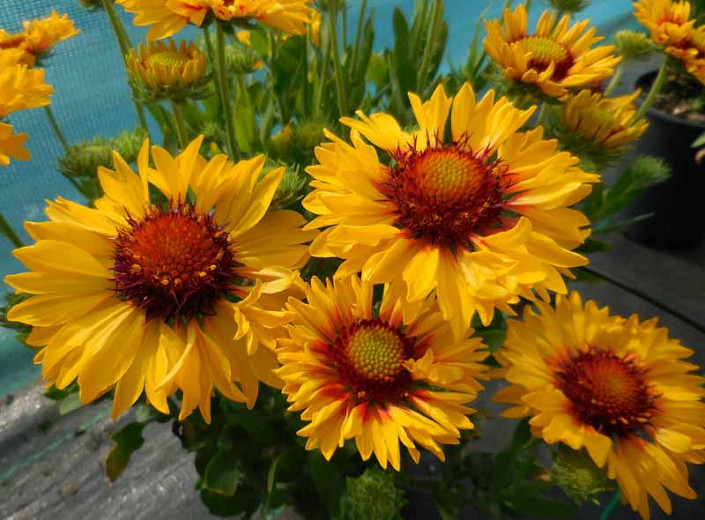 Galadia Flower Image | Best Flower Site