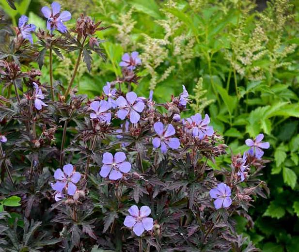 Geranium pratense 'Midnight Reiter' (Cranesbill)