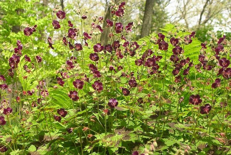 Geranium phaeum var. phaeum 'Samobor' (Dusky Cranesbill)