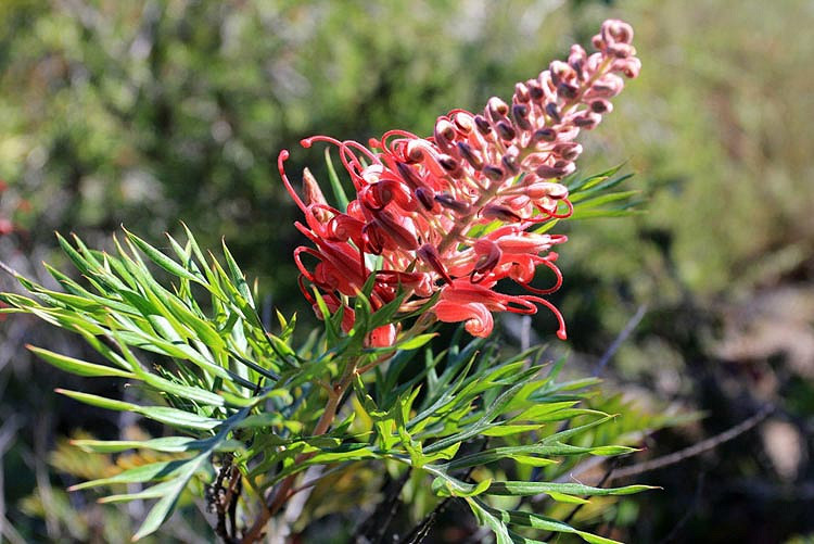 Grevillea 'Robyn Gordon'