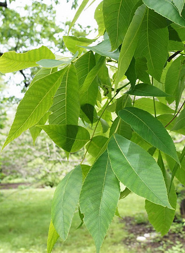 Pignut Hickory Tree