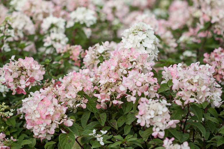Hydrangea paniculata Diamond Rouge®
