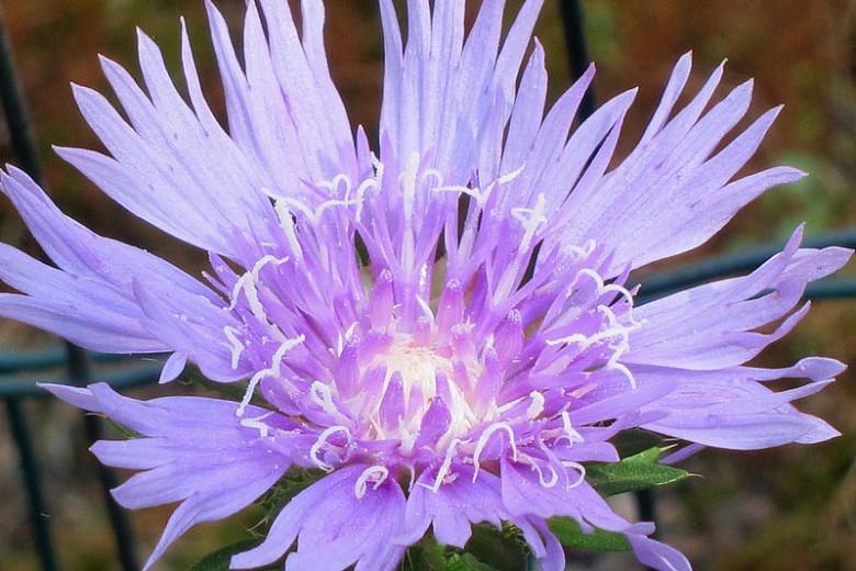 Stokesia laevis (Stokes Aster)