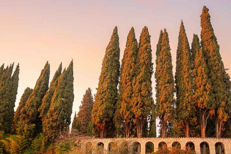 Cupressus sempervirens (Italian Cypress)