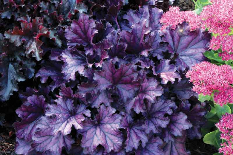 Heuchera 'Forever Purple' (Coral Bells)