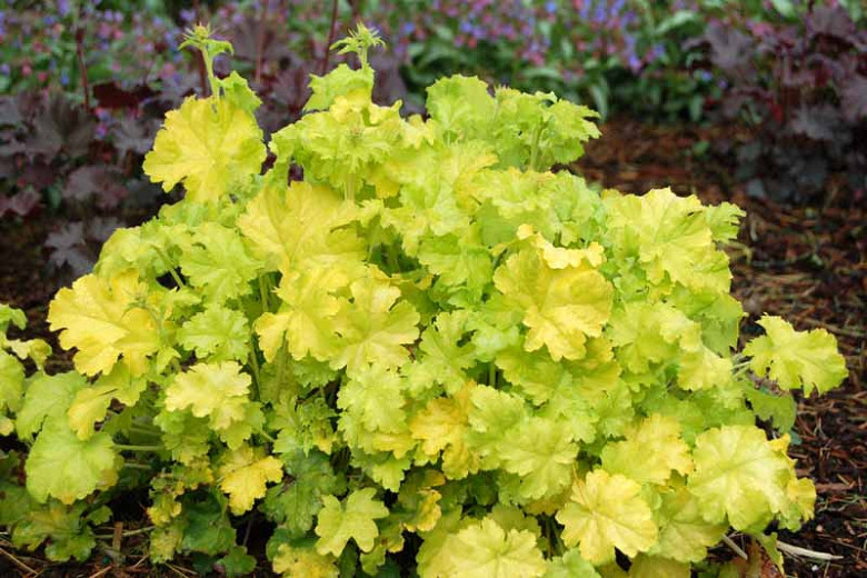 Heuchera 'Lime Rickey' (Coral Bells)