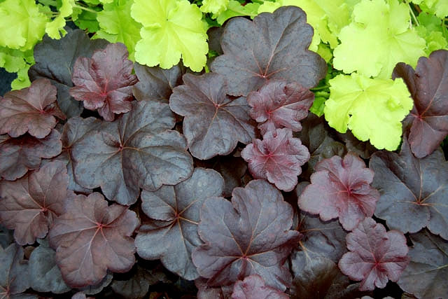 Heuchera 'Obsidian' (Coral Bells)