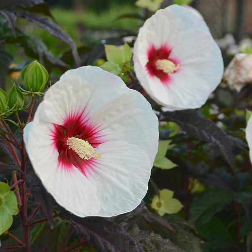 Hibiscus 'Mocha Moon' (Rose Mallow)