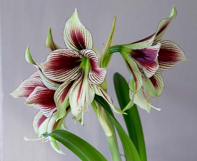 Hippeastrum papilio (Butterfly Amaryllis)